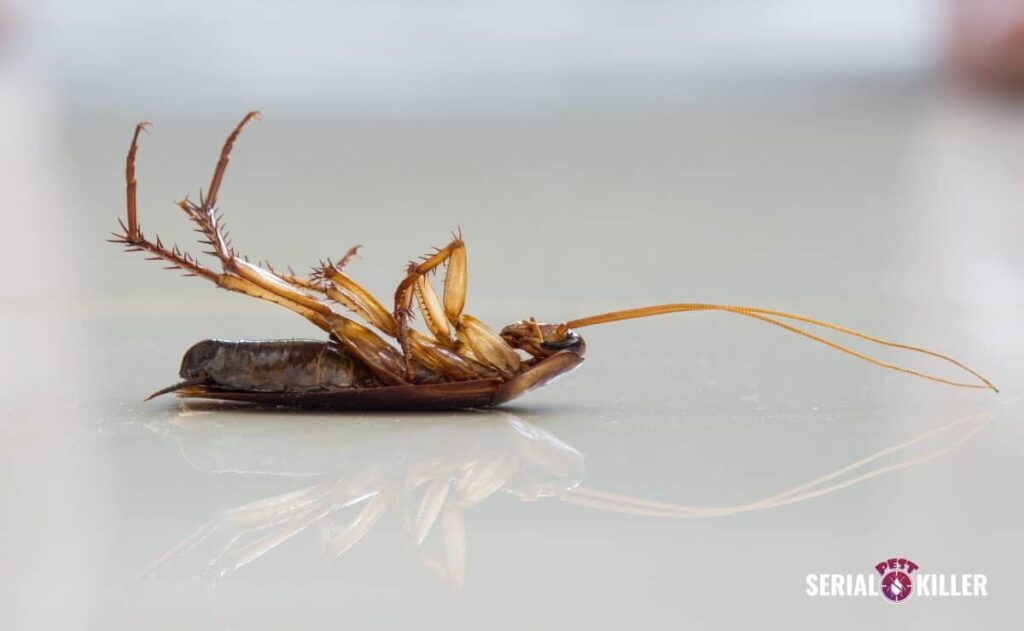 Why Dead Cockroaches Disappear: Unraveling the Mystery - Serial Pest Killer