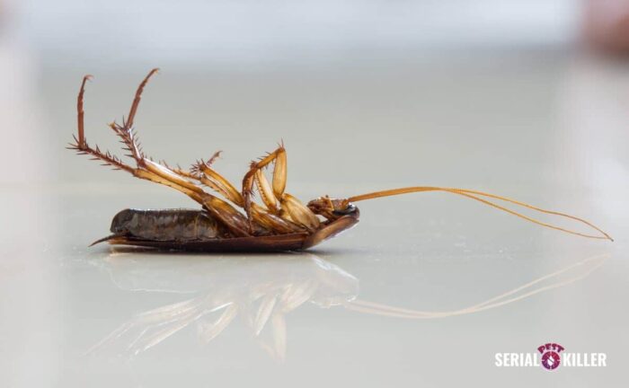 Why Dead Cockroaches Disappear: Unraveling the Mystery - Serial Pest Killer