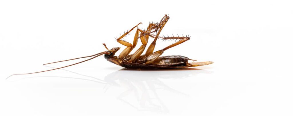Why Dead Cockroaches Disappear: Unraveling the Mystery - Serial Pest Killer