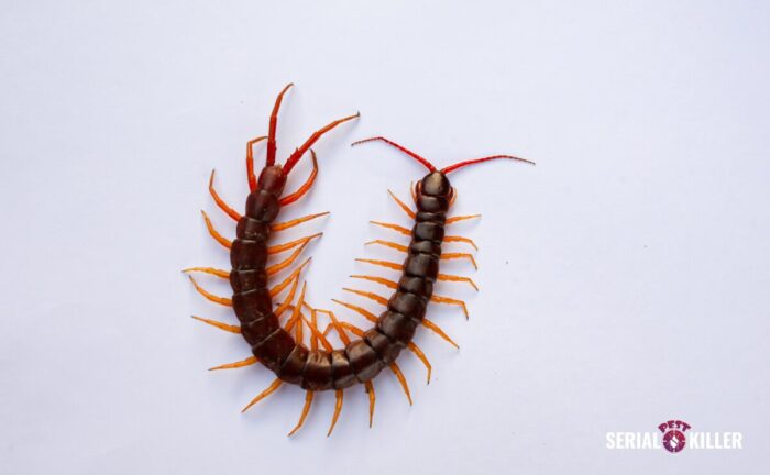 How to Eliminate Centipedes and Prevent Their Return: A Comprehensive ...