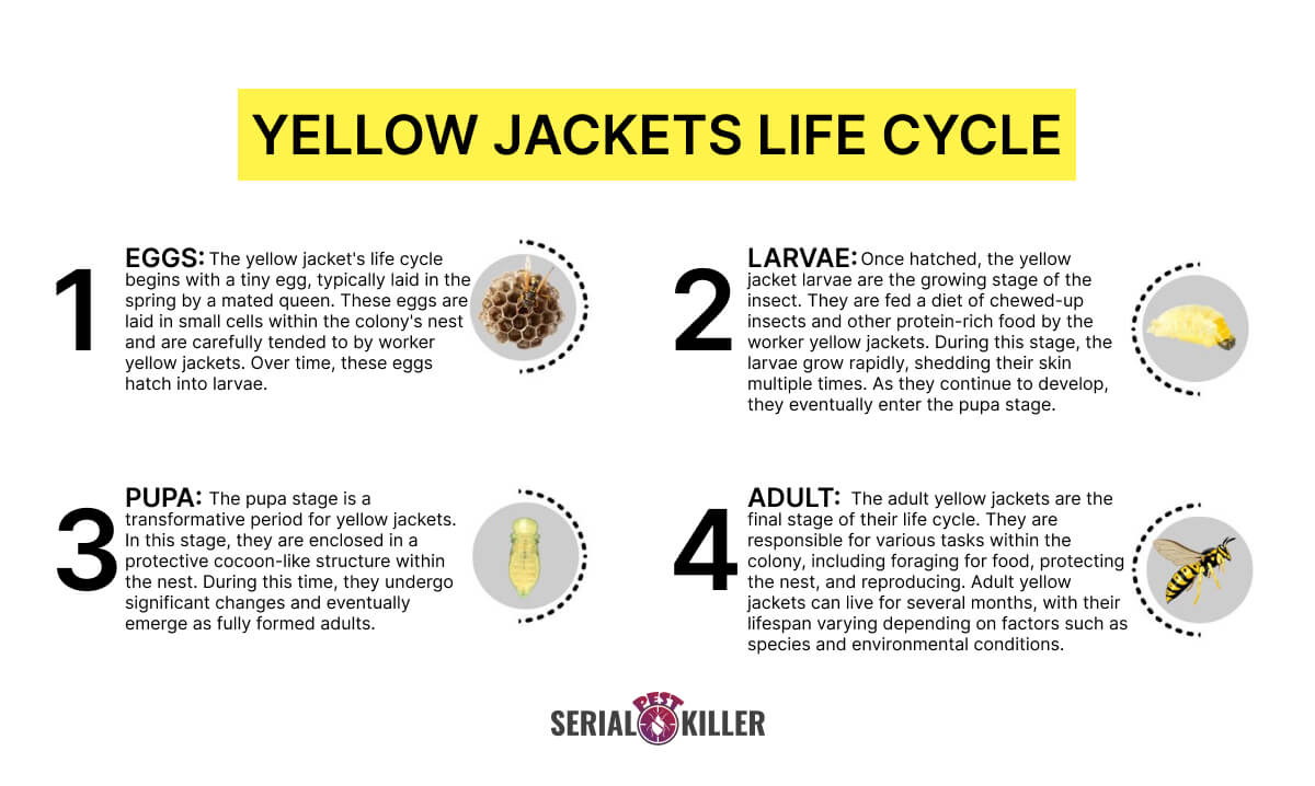 How to Get Rid of Yellow Jackets: A Comprehensive Guide - Serial Pest ...