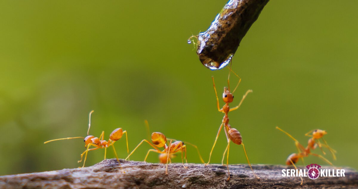 Getting Rid of the Queen Ant: A Guide to Eliminating Ant Infestations ...