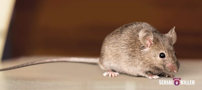 Why Are There Mice in Your Bedroom? A Comprehensive Guide to Mouse ...